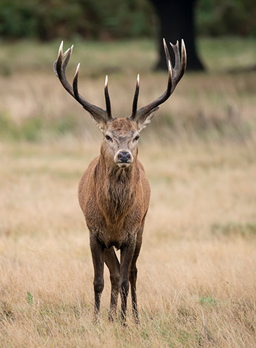 Meet Rear Animals - Squaw Mountain Ranch