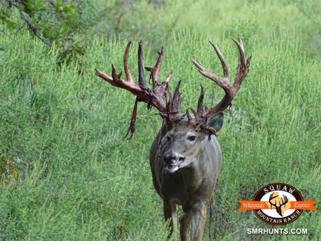 Best Elk Hunts - Hunting in North Texas - Dallas / Fort Worth | Squaw ...