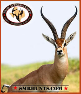 Gazelle Mating Behavior | Squaw Mountain Ranch