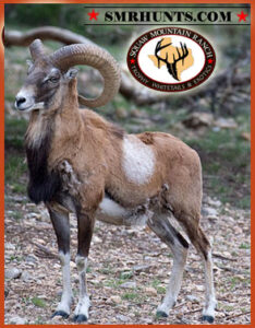 Red Sheep Hunts - Hunting in Texas | Squaw Mountain Ranch