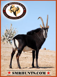 Sable Hunts - Hunting in Texas | Squaw Mountain Ranch