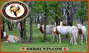 Scimitar Horned Oryx Hunts - Hunting in Texas | Squaw Mountain Ranch