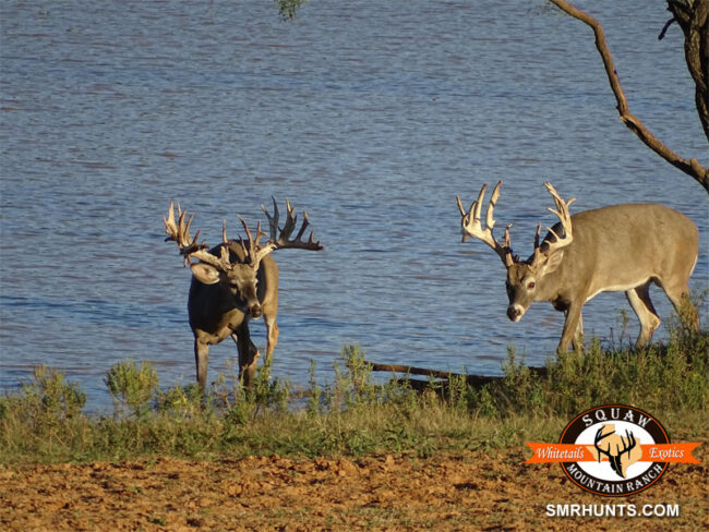Best Red Stag Hunts - Hunting in Texas - Dallas / Fort Worth | Squaw ...