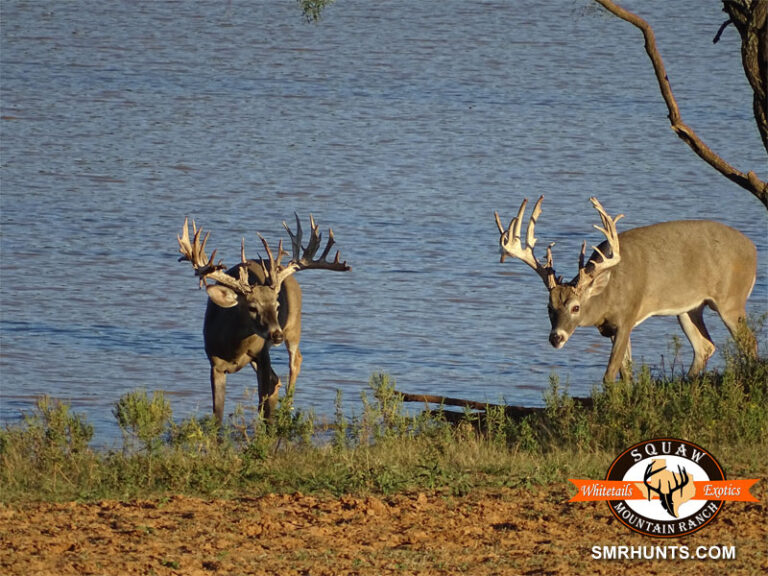 Best Red Stag Hunts - Hunting in Texas - Dallas / Fort Worth | Squaw ...