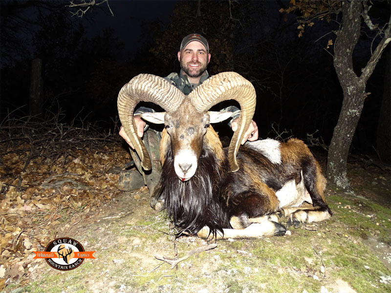 Price List for Exotic Animal Hunting in Texas | Squaw Mountain Ranch