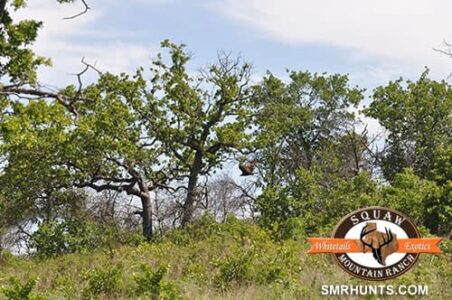 Hunting Ranch in Texas - Squaw Mountain Ranch