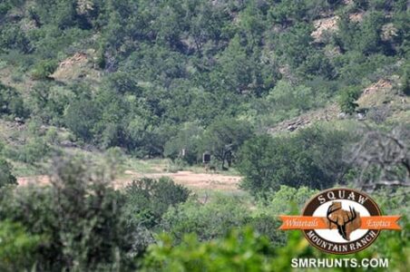 Hunting Ranch in Texas - Squaw Mountain Ranch