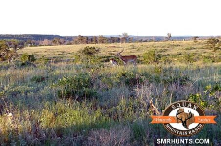 Hunting Ranch in Texas - Squaw Mountain Ranch