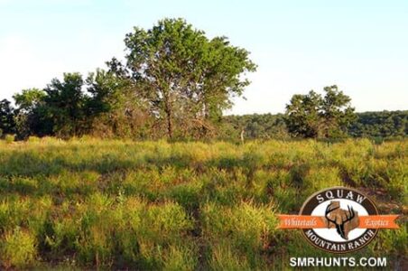Hunting Ranch in Texas - Squaw Mountain Ranch