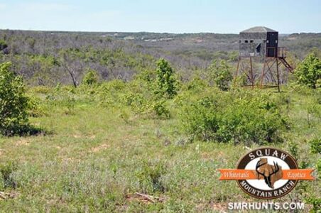 Hunting Ranch in Texas - Squaw Mountain Ranch