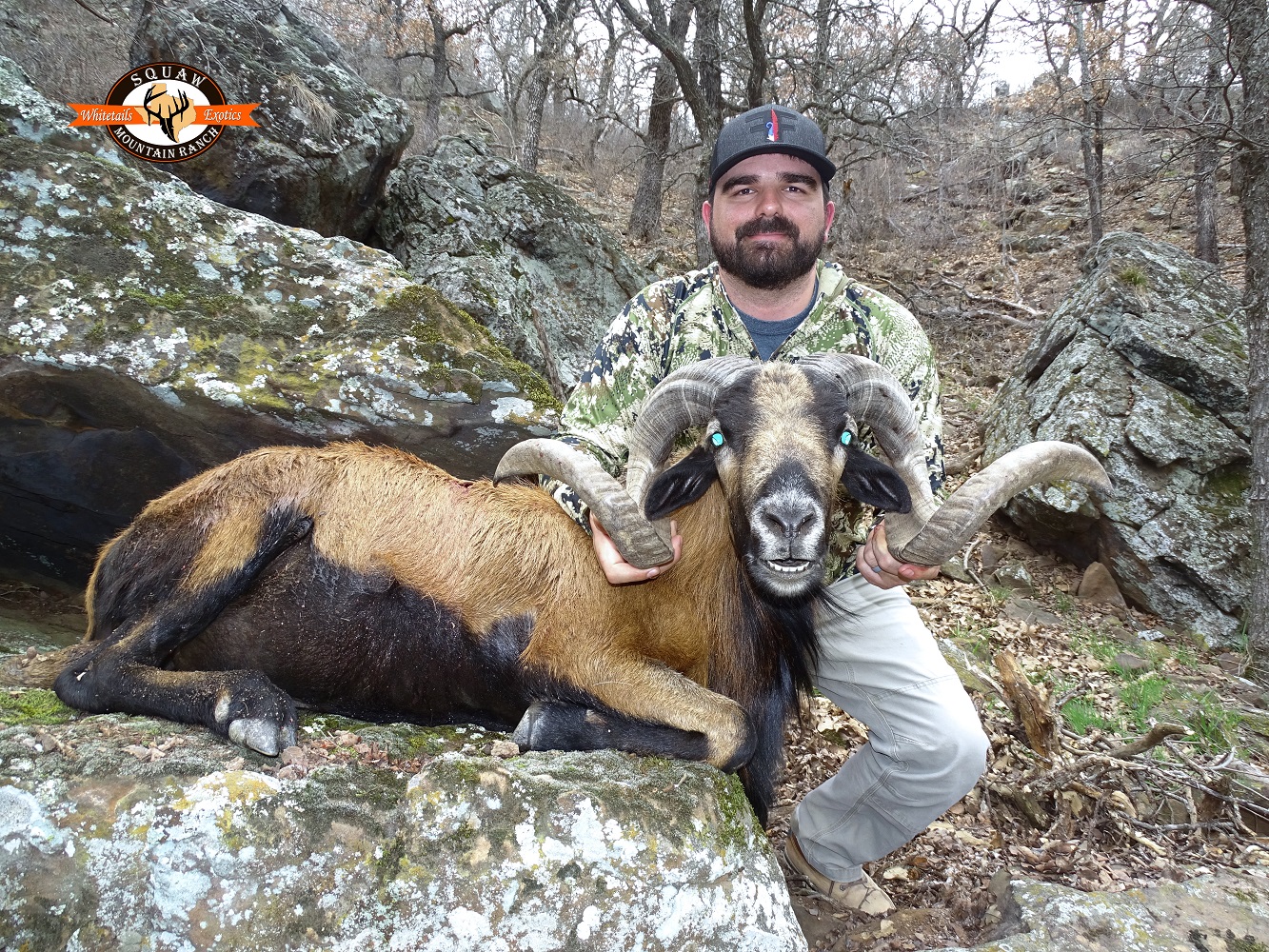Corsican Ram Hunting in Texas | Squaw Mountain Ranch Hunts